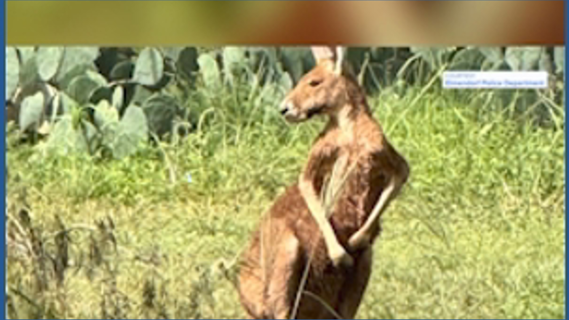 Kangaroo and llama roam Texas town