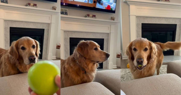 Golden retriever turns fetch into a super laid-back activity