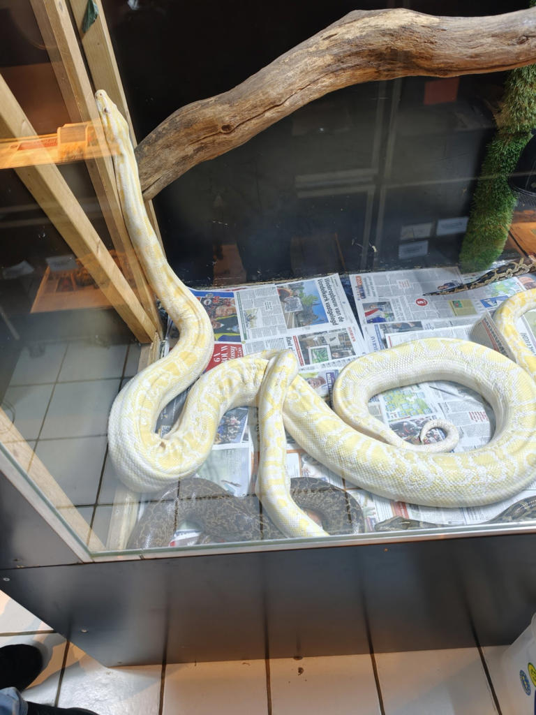 Gigantische python van 61 kilo uit woning gehaald in Enschede na ...
