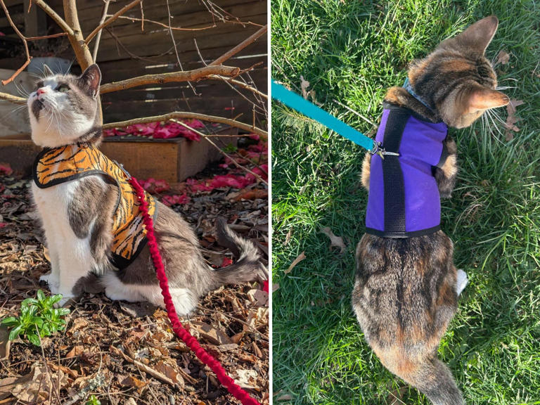 The best cat harnesses