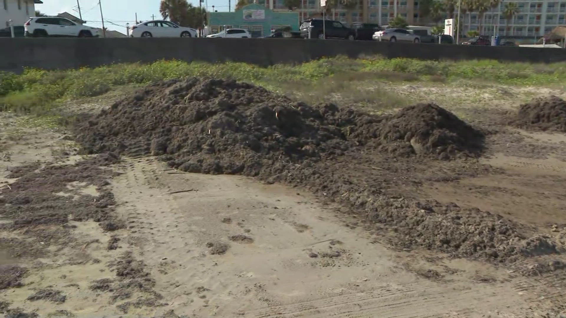 Seaweed covers some Galveston beaches ahead of Memorial Day weekend