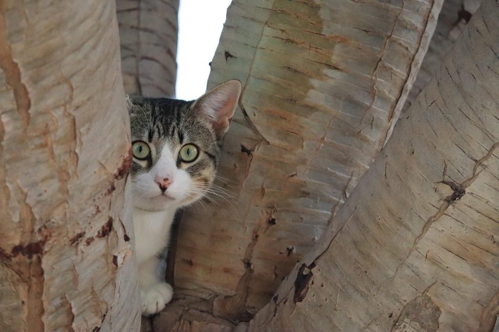 How a stressful warm bath changed an angry rescue cat