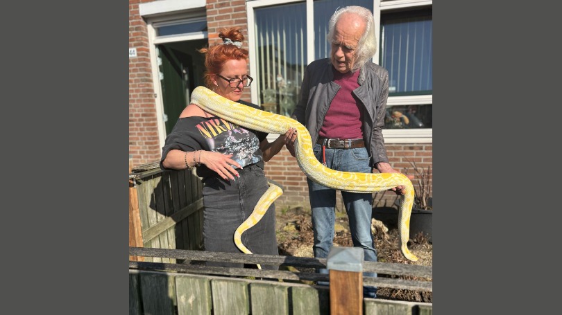 Gigantische python van 61 kilo uit woning gehaald in Enschede na ...