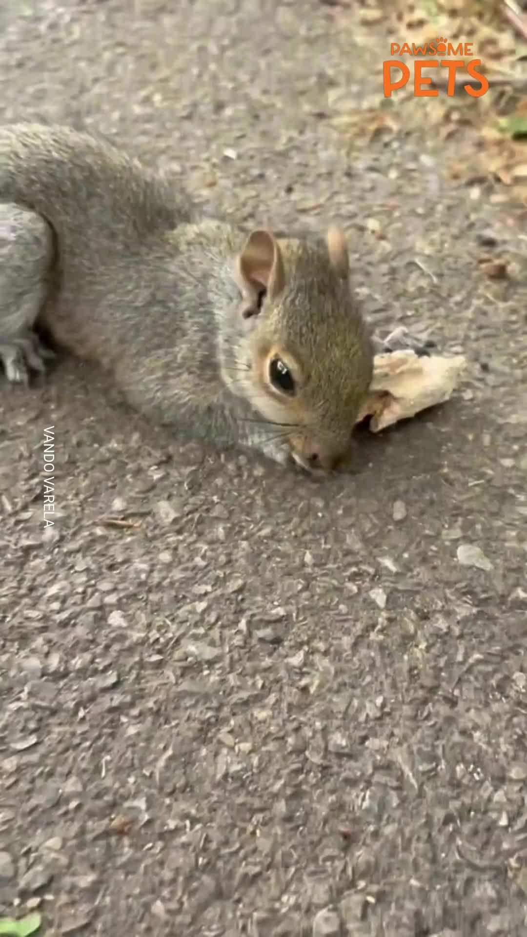 Baby squirrel climbs onto man’s hand before sudden bite in London