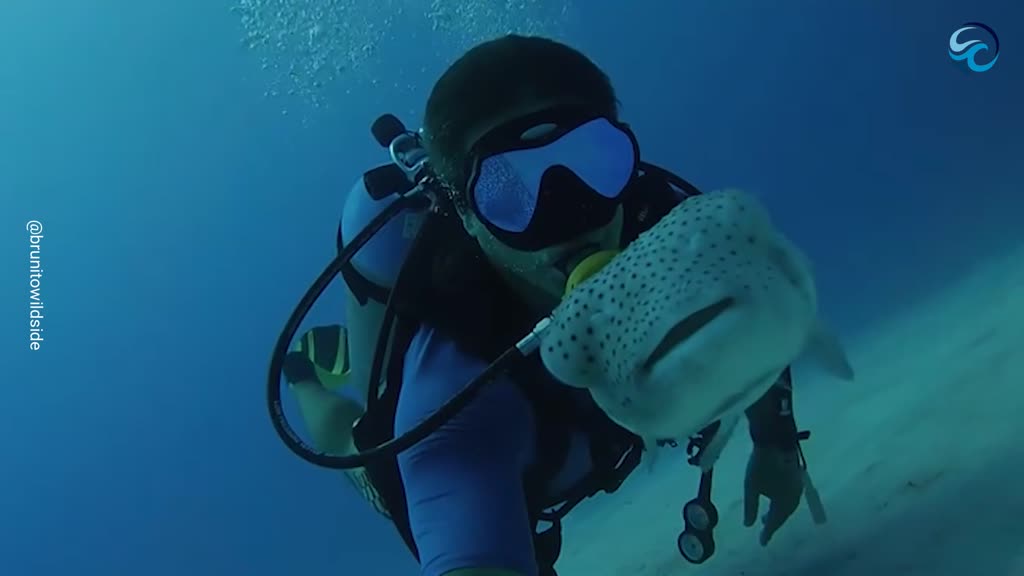 Pufferfish glides toward diver’s GoPro
