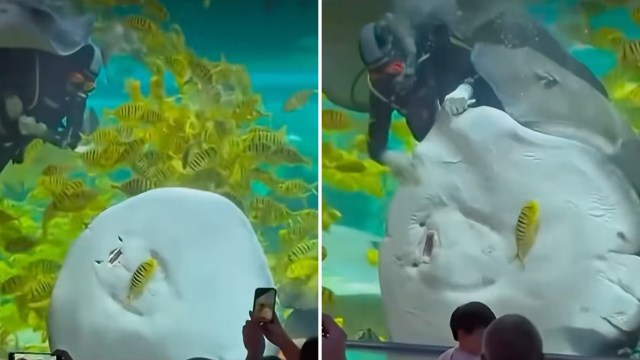Aquarium stingray uses tank glass to pin down fish in startling ambush