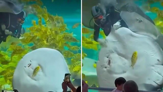 Aquarium stingray uses tank glass to pin down fish in startling ambush