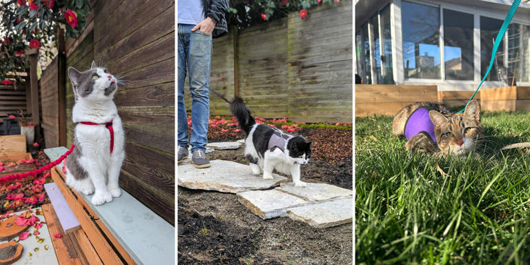 The best cat harnesses