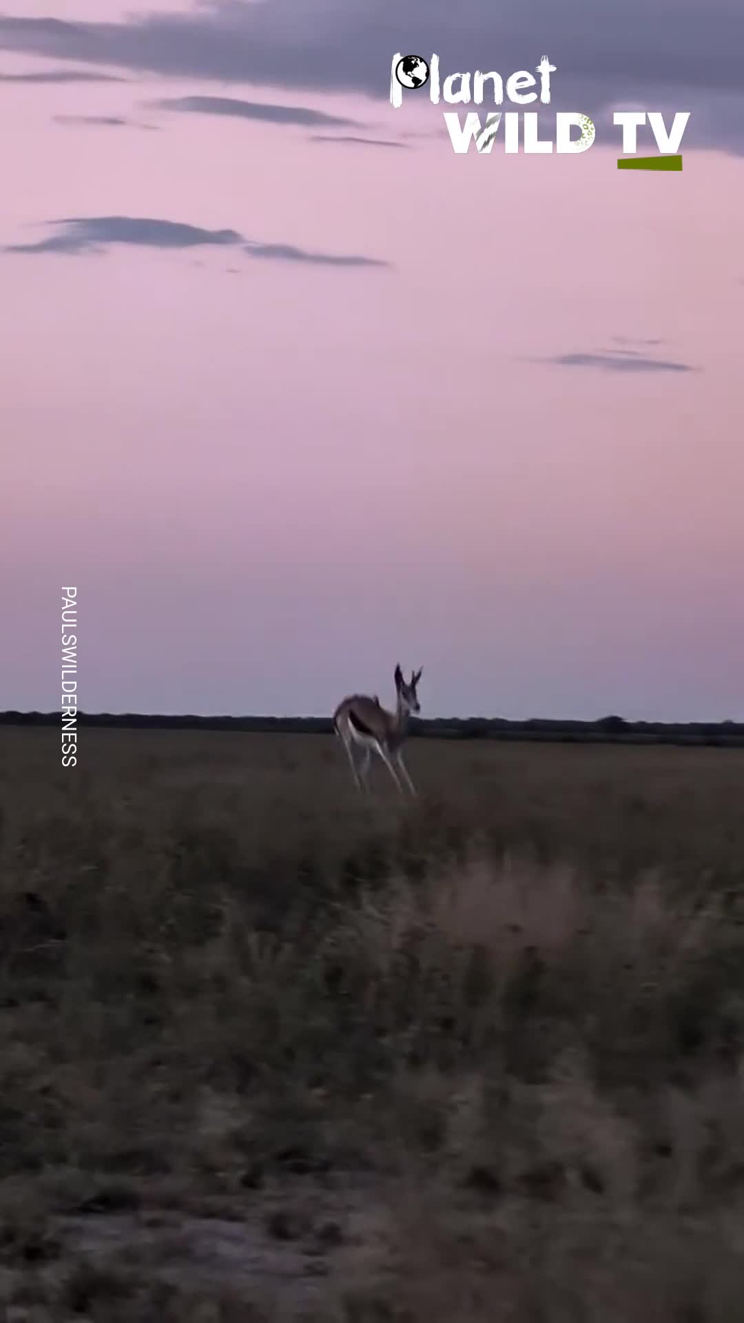 Flying antelope stuns safari group with incredible leap in the wild
