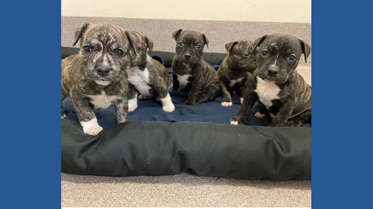 Surge in parvovirus cases prompts Everett shelter to urge dog vaccinations