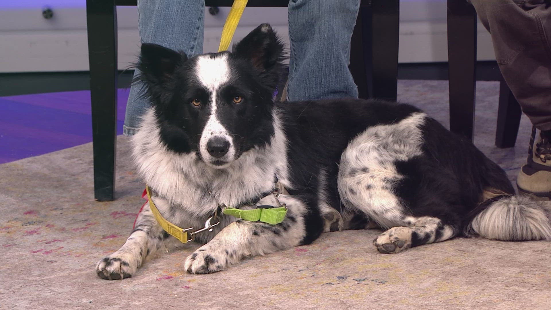 Meet Anchor with the Animal Friends Alliance!