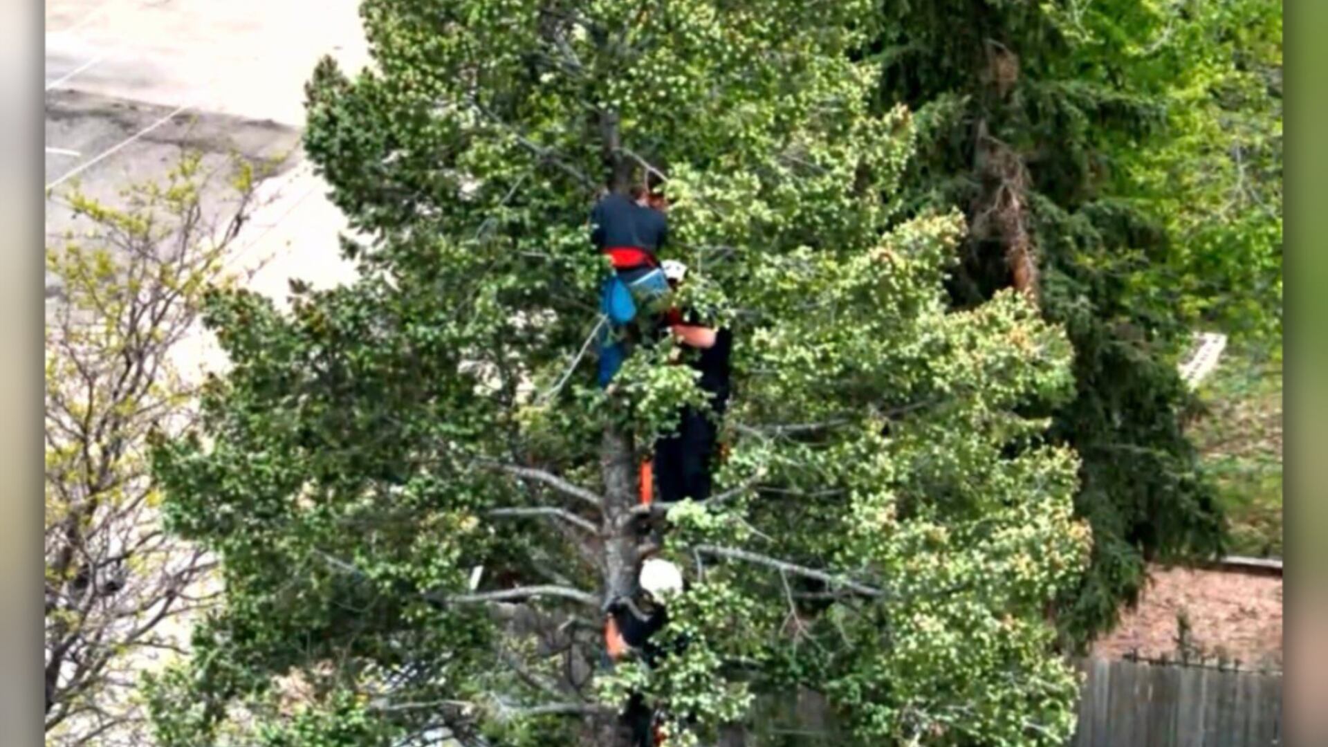 Colorado Springs firefighters rescue woman, cat from 50-foot tree
