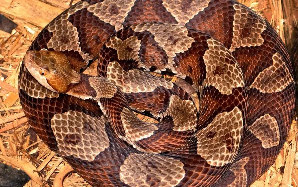 Rising copperhead sightings in NC spark safety warnings