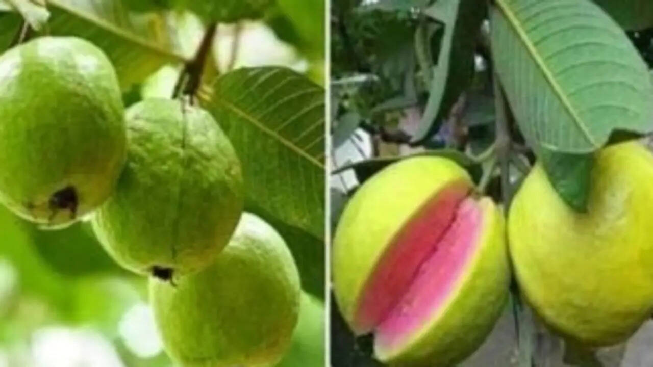 How to grow guava plant in a pot in your balcony