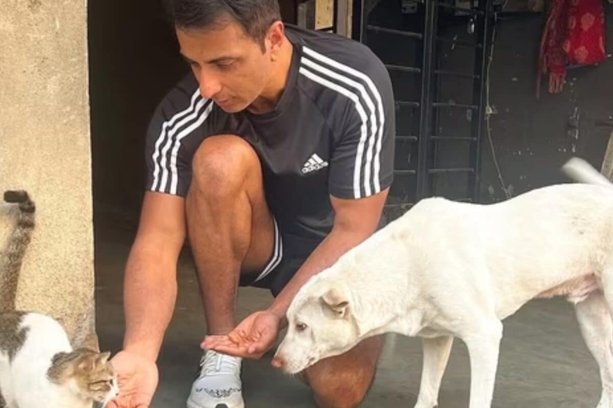 'Find a solution to stop this order': Sonu Sood slams Punjab stray dog ...