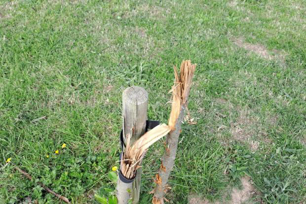 Appeal as police believe tree damage not caused by wildlife