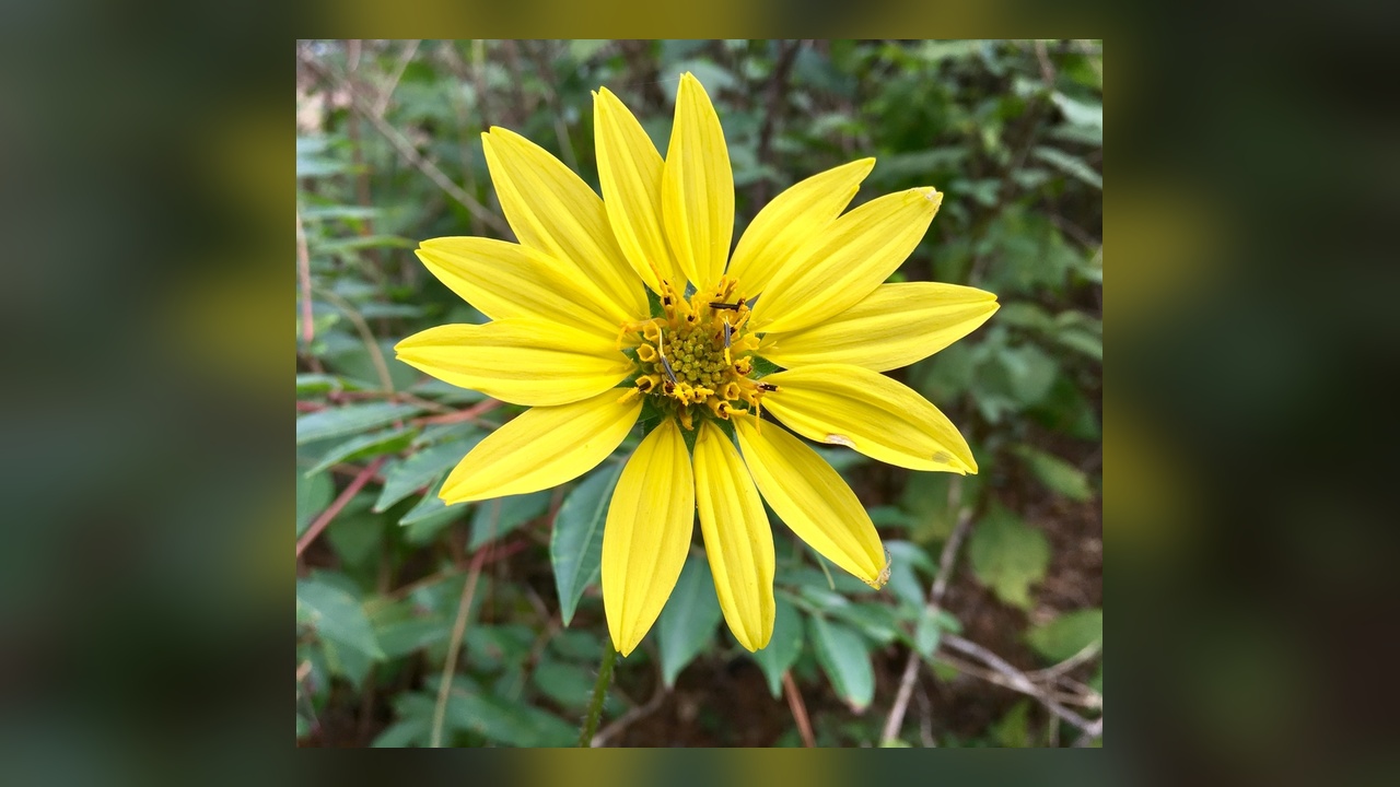 This free Texas preserve has 9 ecosystems in one place, and most people ...