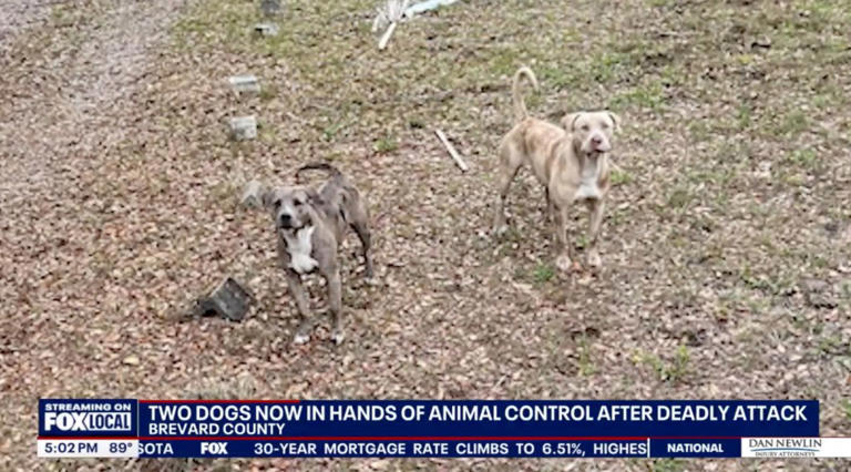 Fla. woman, 50, 'ripped apart' by neighbors' pit bulls, who were known ...