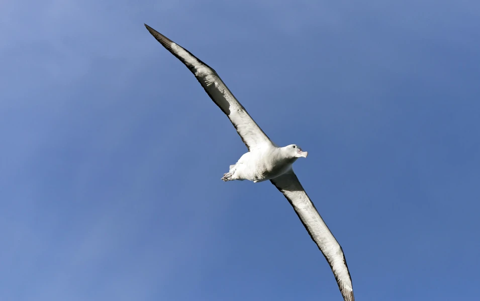 Albatross life from love to survival