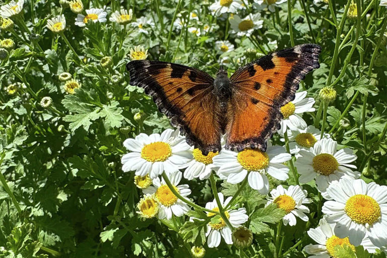 Santa Cruz is in the midst of a rare butterfly frenzy