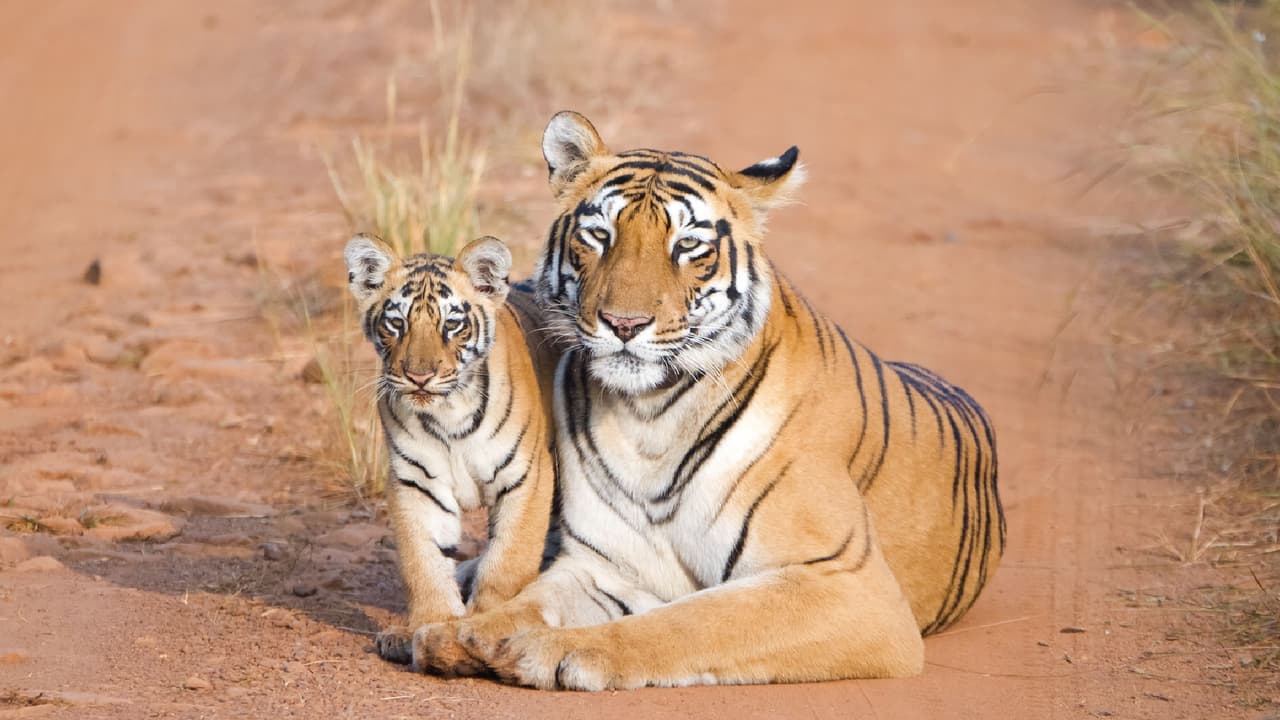 Maharashtra horror: Tigress and cubs attack, four women killed in ...