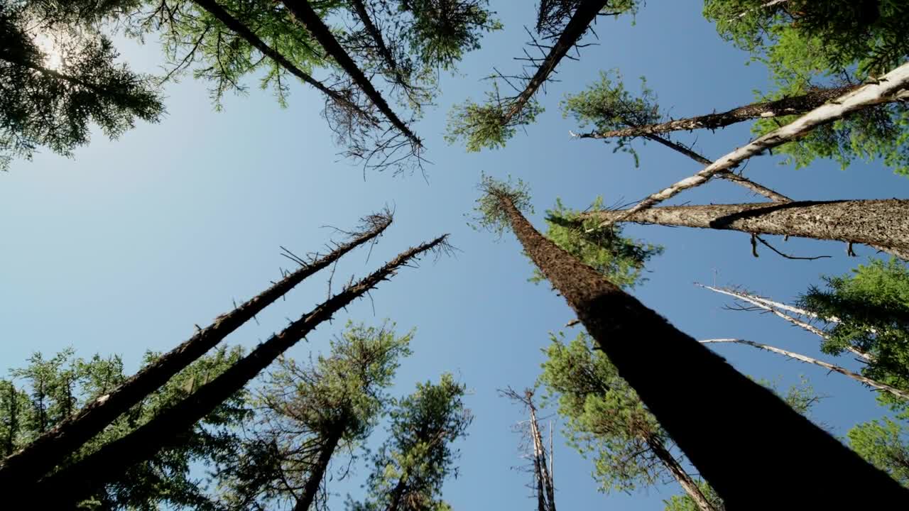 Flathead National Forest provides details on Piper Creek project