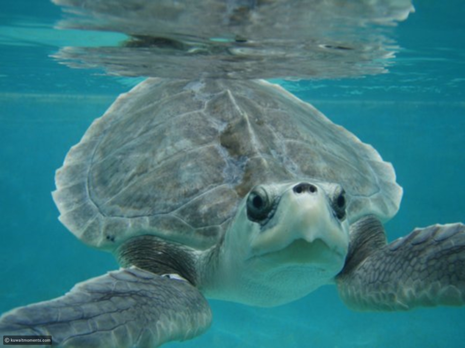 Dive into the world of turtles with these captivating images
