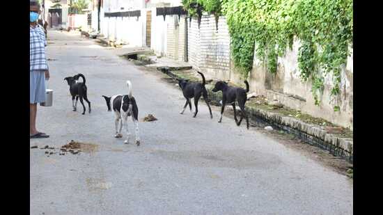 Uttar Pradesh government releases funds for stray dog control centres ...