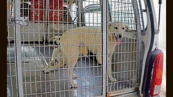 Ludhiana: Dog bite cases surge as civic body struggles to curb stray ...