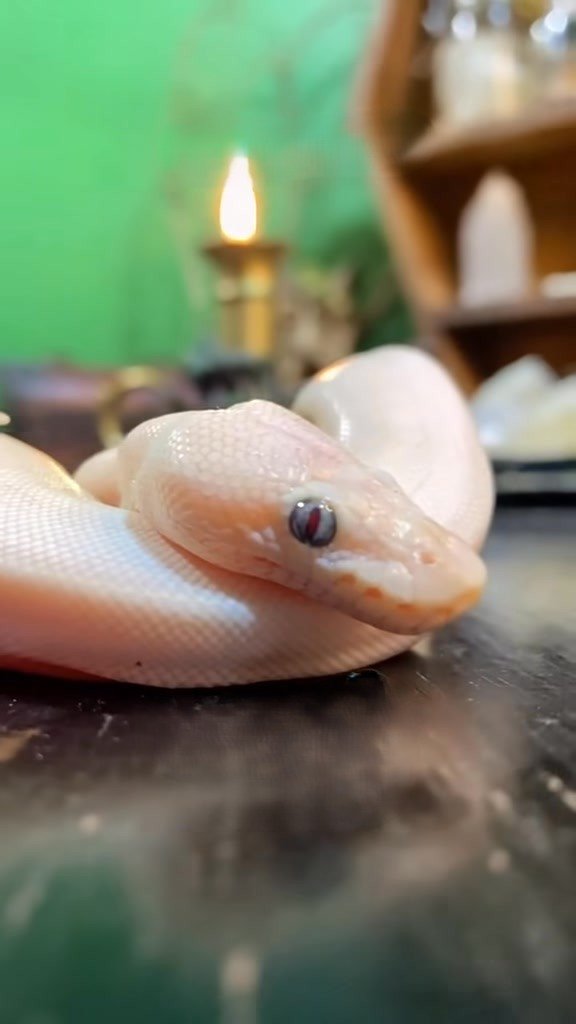 The Molinaro Snake Lab: Making progress