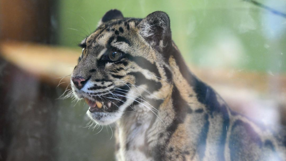 Clouded leopard briefly escapes at Point Defiance Zoo in Tacoma