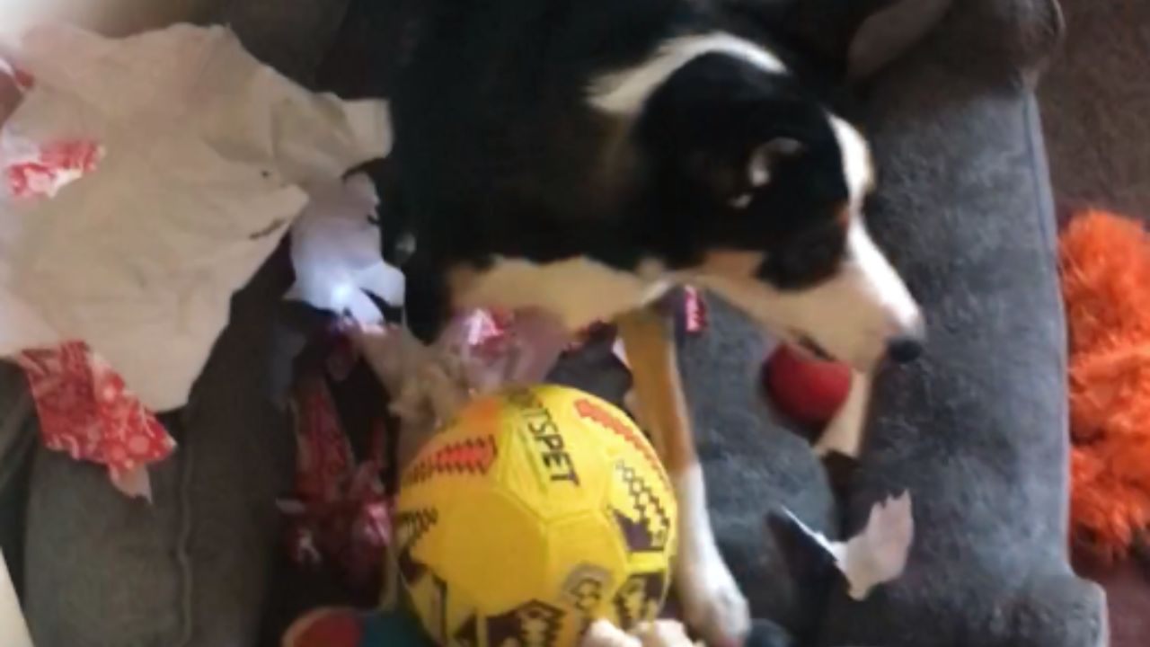 Impatient doggo turns into 'Mighty Chase' from PAW Petrol while ...