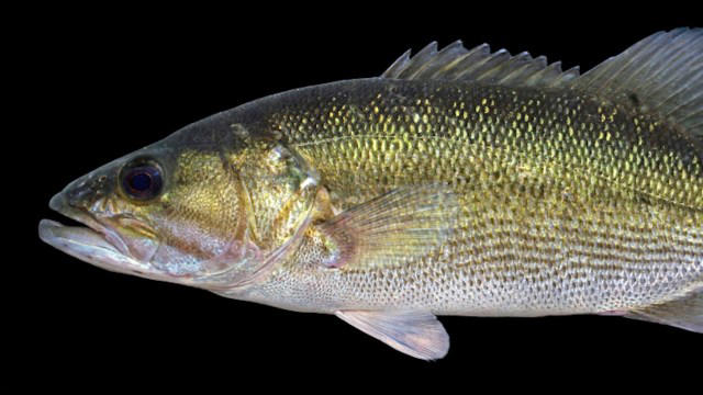 Officials sound alarm after Alabama bass hybrids are confirmed in ...