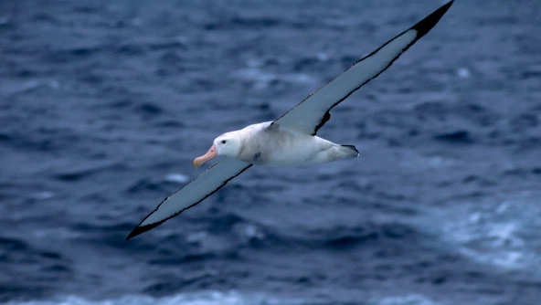 Albatross life from love to survival
