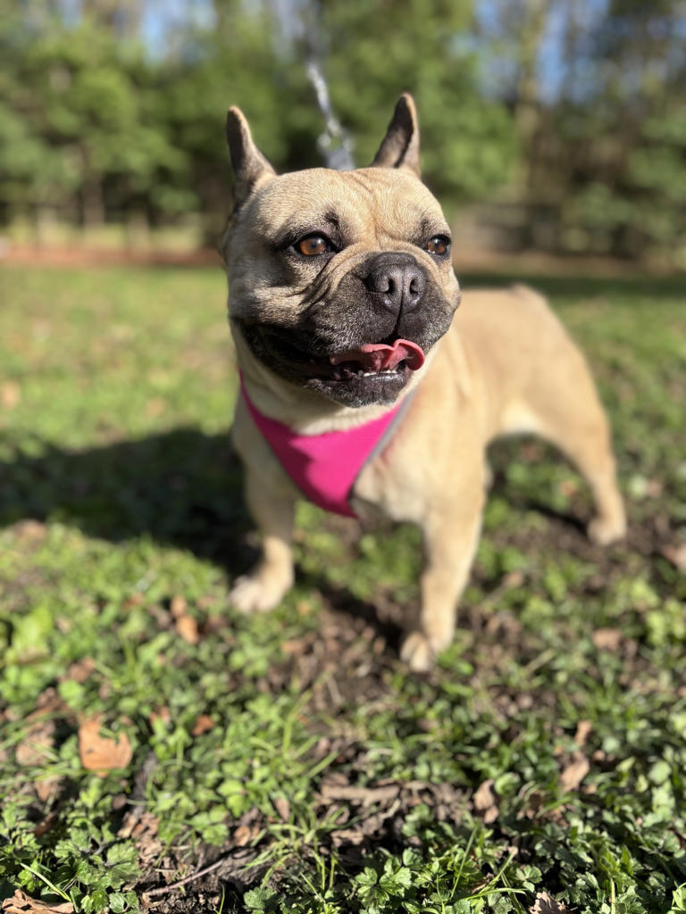 14 heartbreaking dogs including German shepherds and Staffies rescued ...
