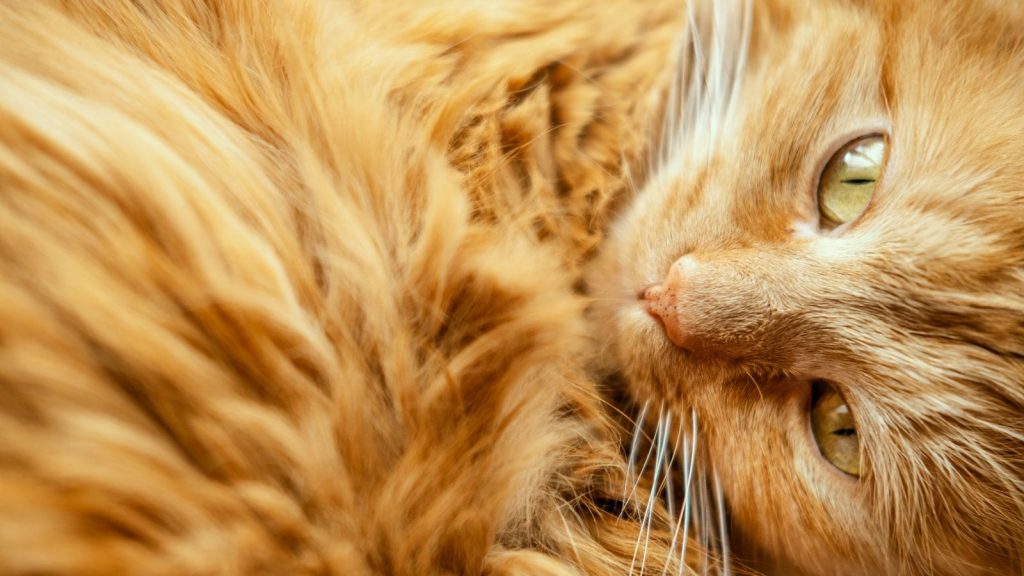 Why are orange cats genetically different from other pets?