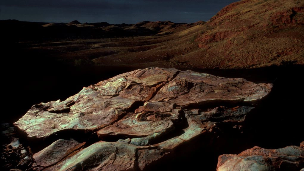 Ancient fossils reveal early complex life thrived on oxygenated seafloors