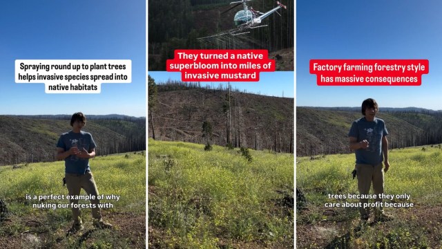 California burn scar sprayed with glyphosate is now overrun with ...