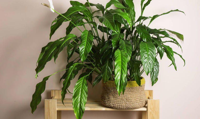 Peace lily leaves drooping? 3 causes and quick fixes