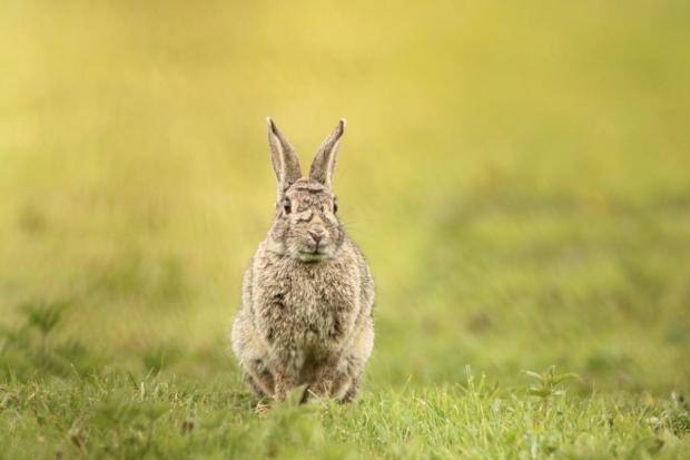 Wild rabbit sitting alert photographed in our picture of the week