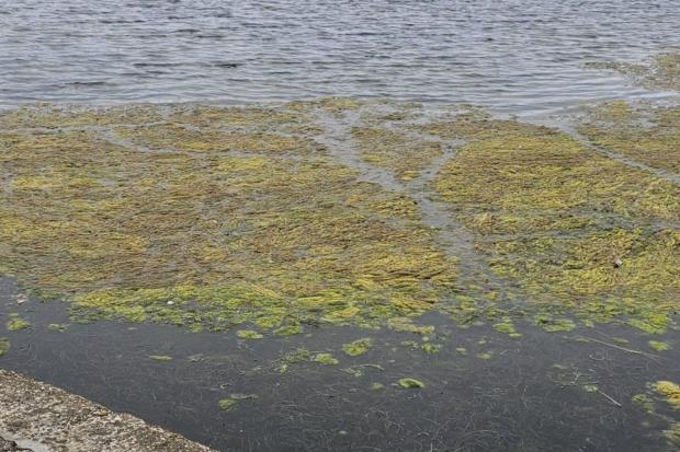 Large algae blooms reappear across Poole Park lake