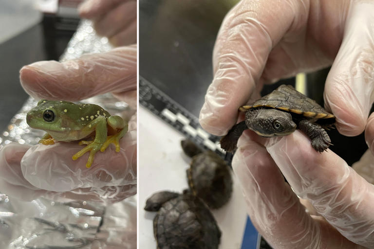 Warning issued after shocking discovery inside food packaging: 'High ...