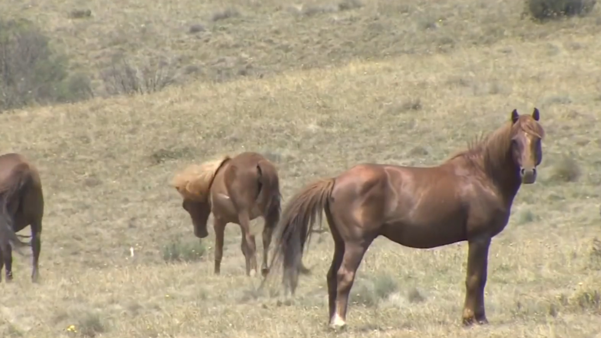 NSW government to trial new fertility controls for brumbies