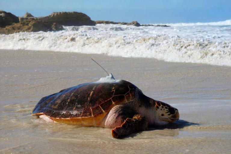 Cape Town’s Two Oceans Aquarium releases turtle into ocean