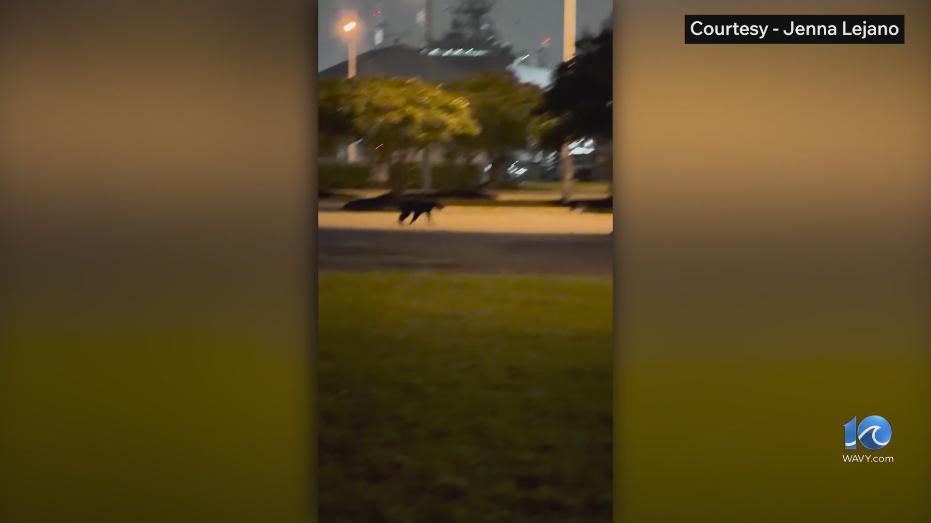 Bear spotted near WAVY TV-10 in Portsmouth