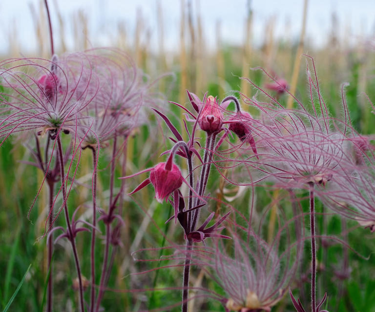 7 unusual wildflowers to plant in May – for a whimsical display until fall