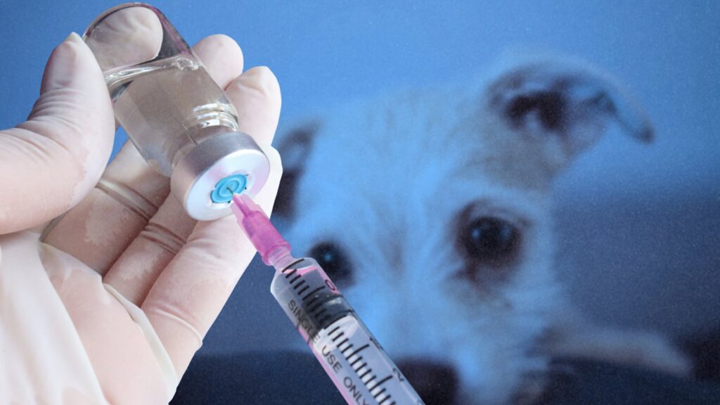 Cebu City rabies vaccine stock falls below herd immunity target