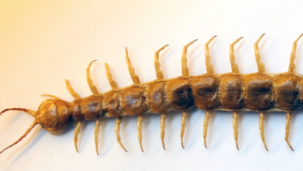 Centipede secrets every homeowner should know