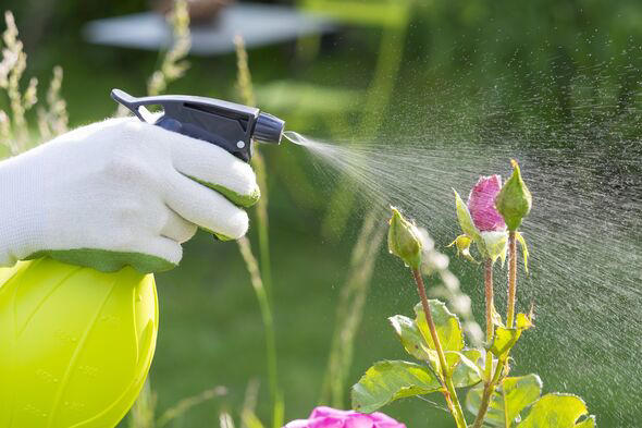 Gardeners urged to spray washing up liquid on roses in May