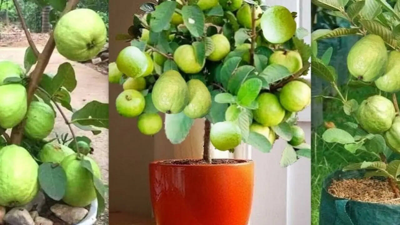 How to grow guava plant in a pot in your balcony